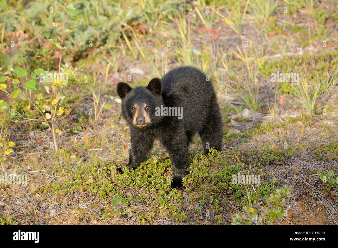 Ursidae family hi-res stock photography and images - Alamy