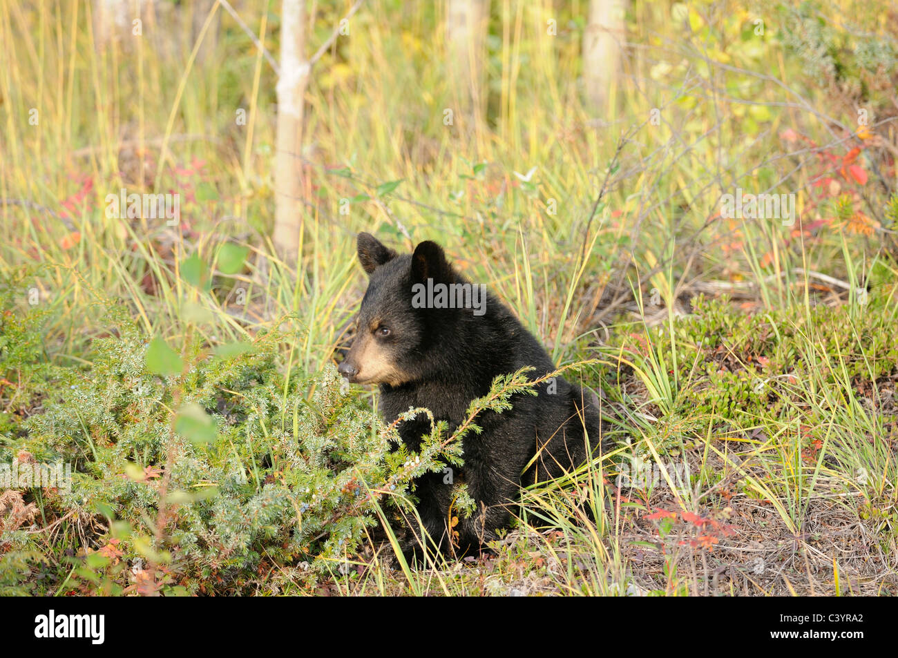 Ursidae Family Stock Photos & Ursidae Family Stock Images - Alamy