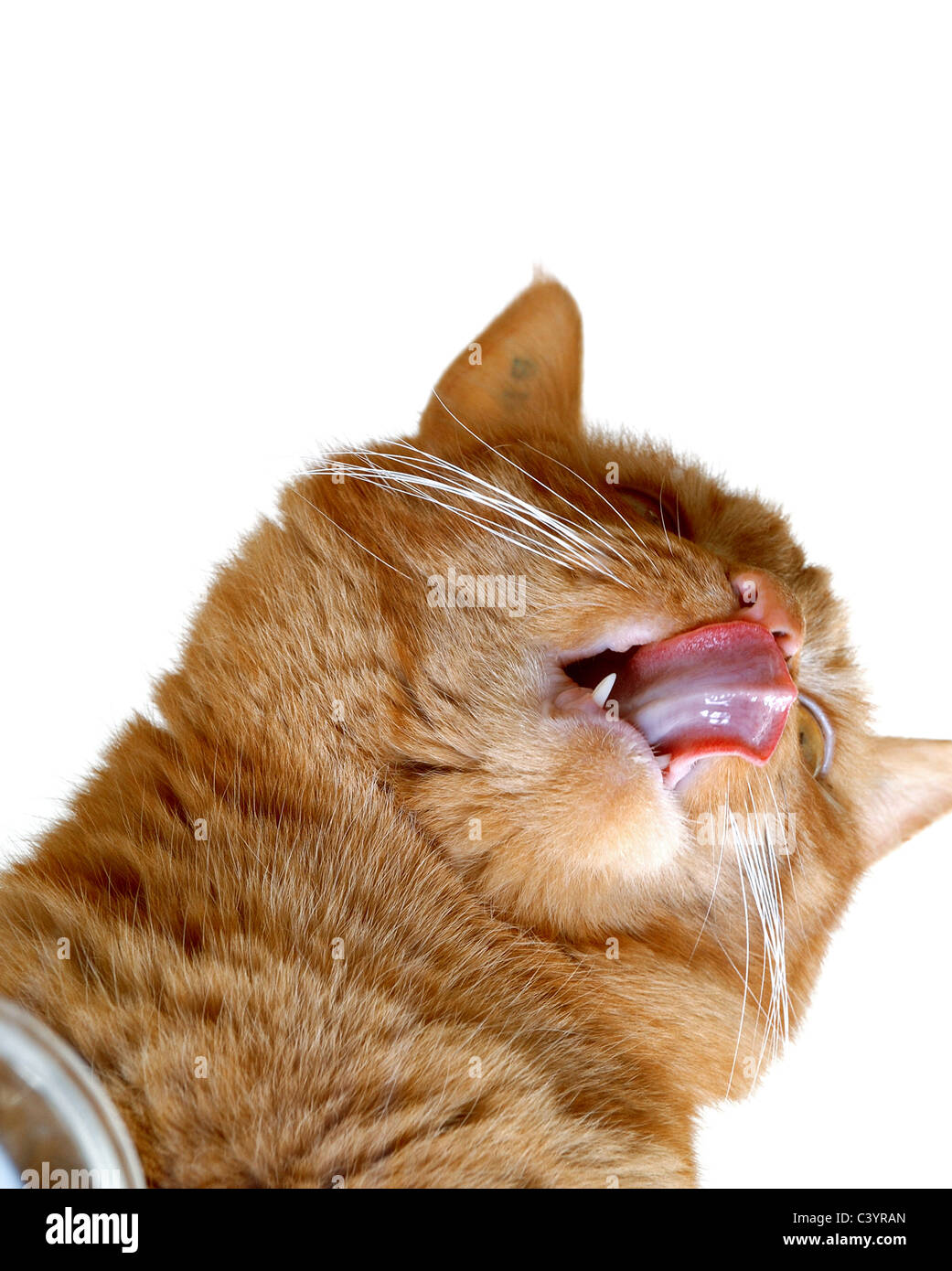 Cat is drinking milk and showing its tongue Stock Photo - Alamy