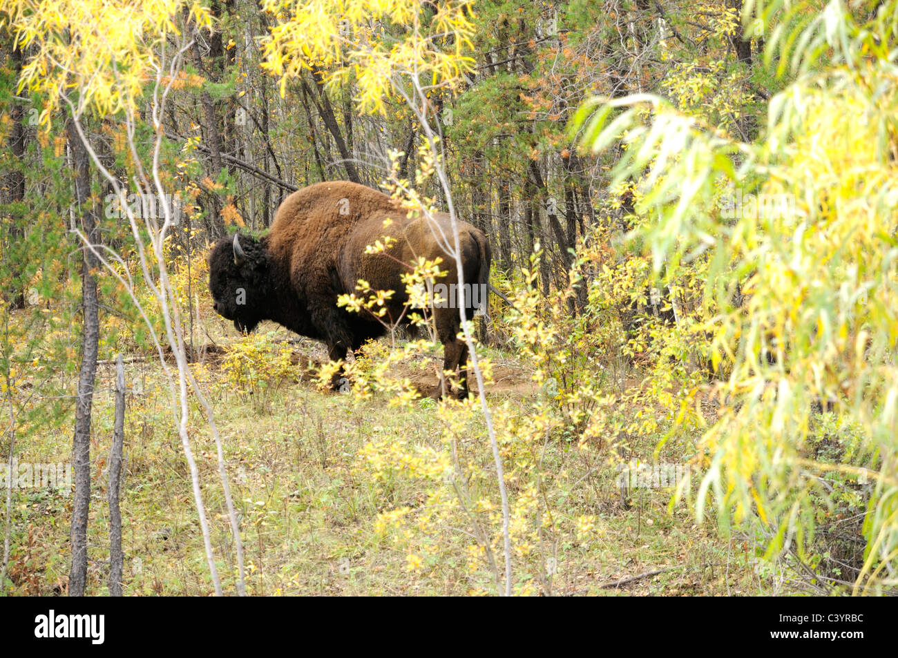 American Bison, Bos bison, Bovidae Family, fall, fall colours, Wood ...