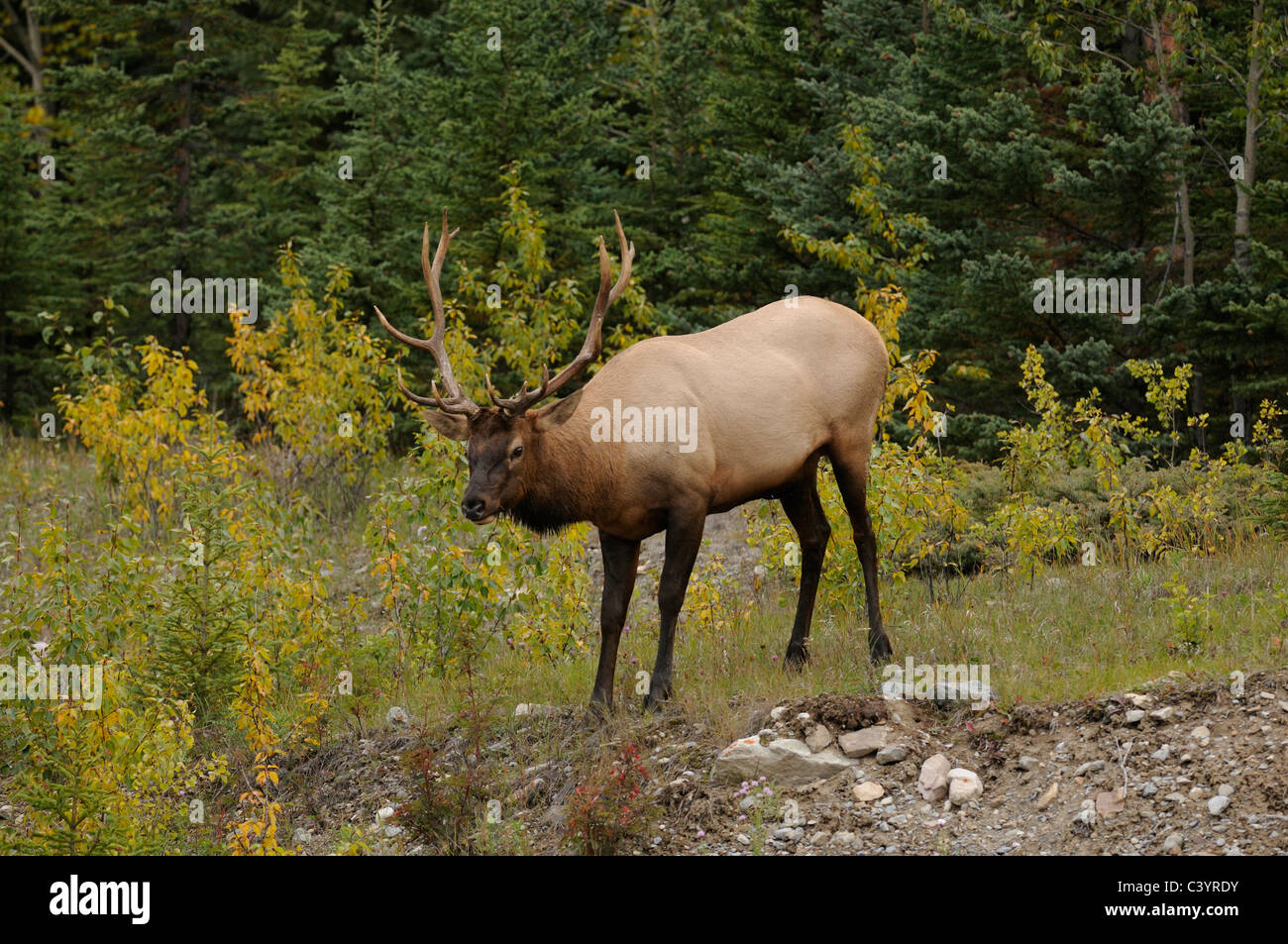 Cervidae family hi-res stock photography and images - Alamy