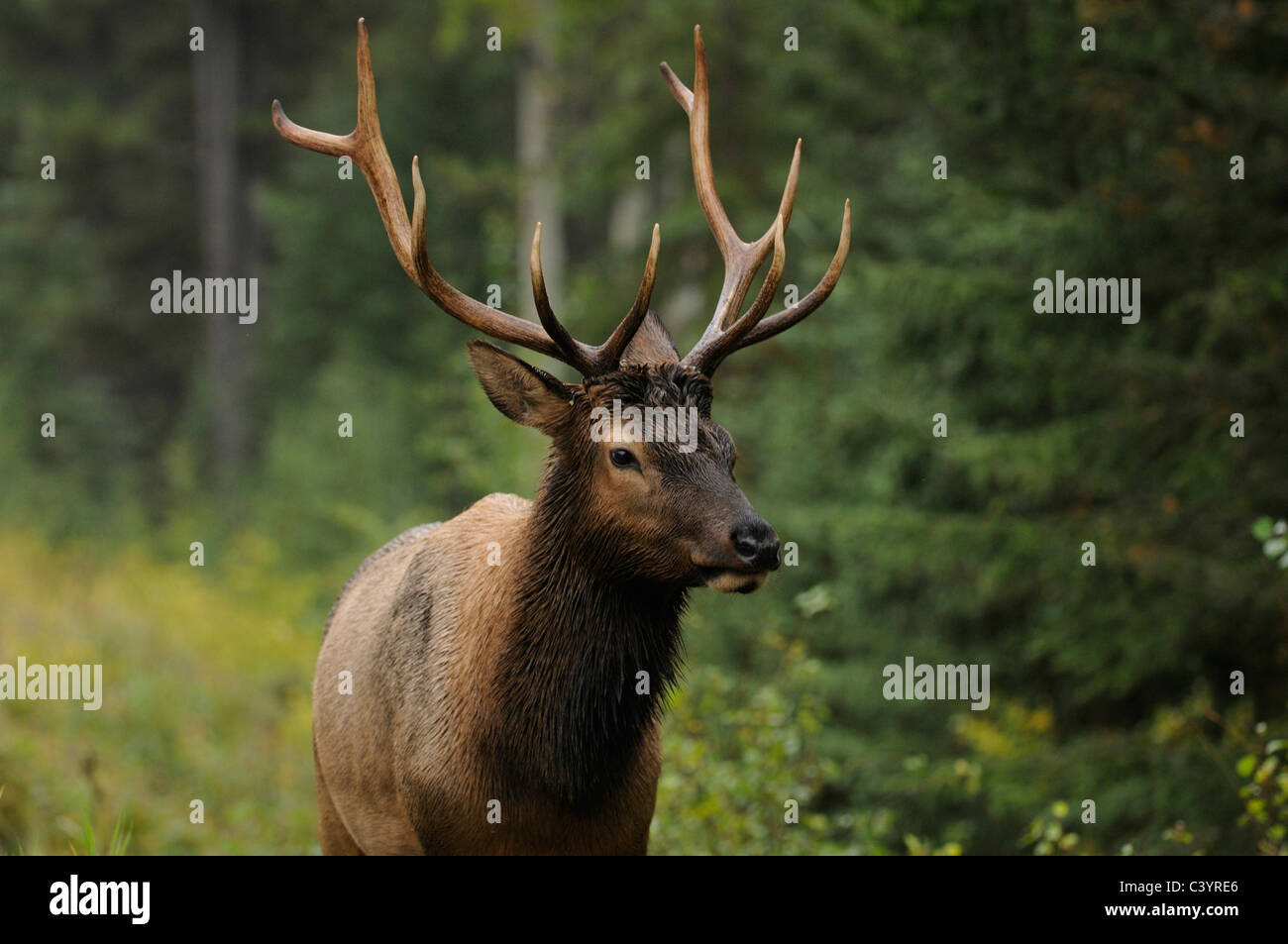 Cervidae family hi-res stock photography and images - Alamy