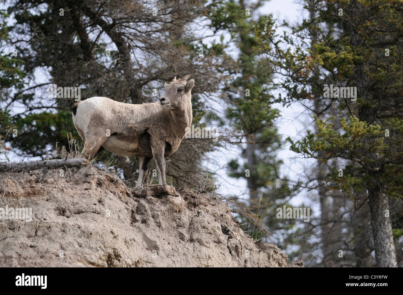 Bovidae family hi-res stock photography and images - Alamy