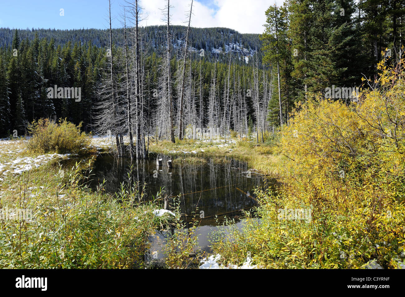 Mountain lake, dead trees, pine forest, fall, fall colours, Peter ...