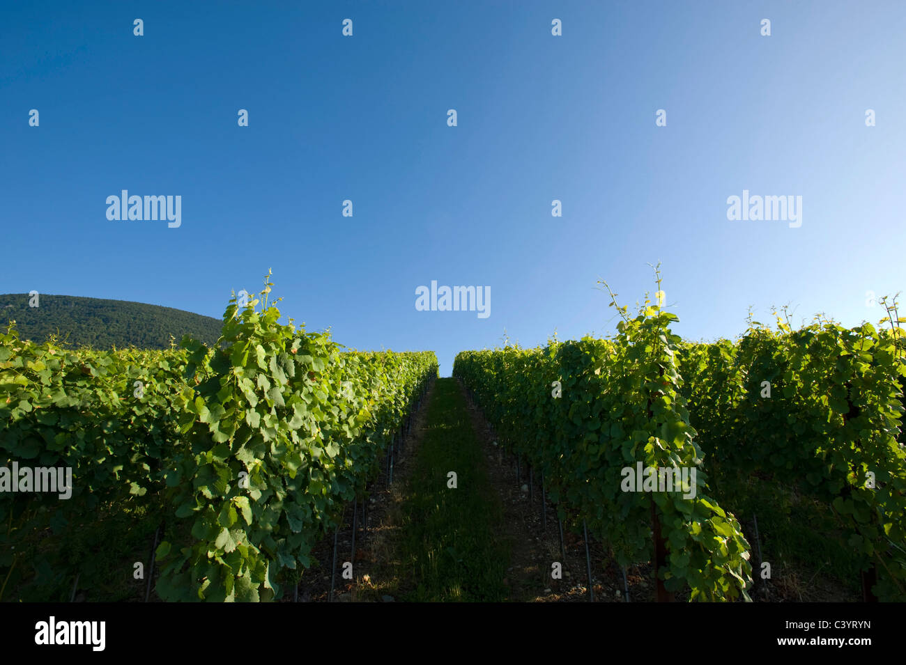Concise hi-res stock photography and images - Alamy