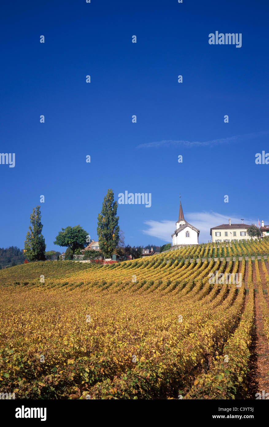 Fechy vineyard hi-res stock photography and images - Alamy