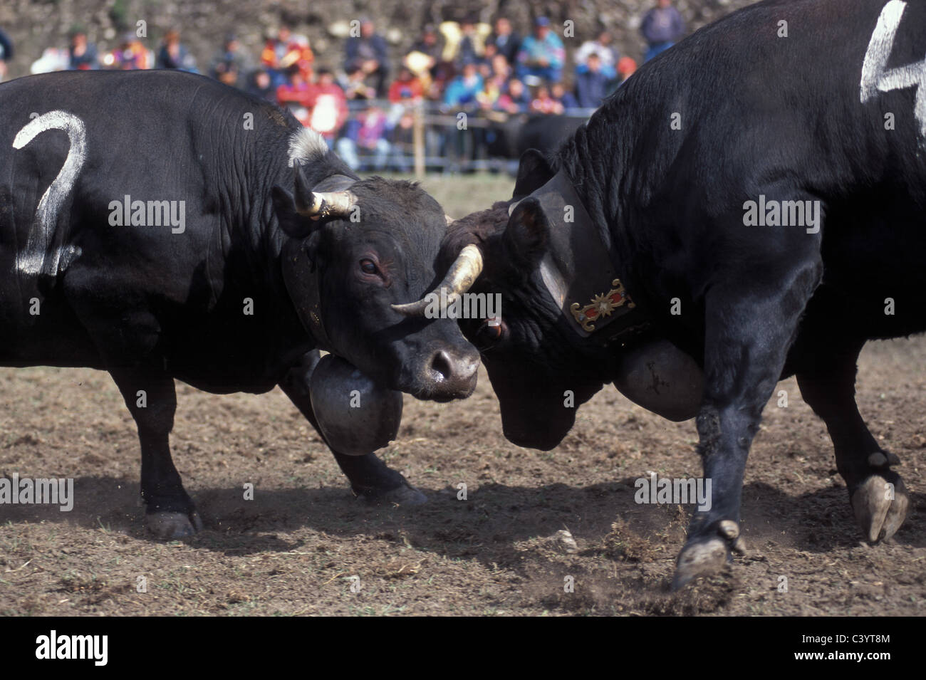 Orsières, traditional, animals, combat des reines, fight, battle of ...
