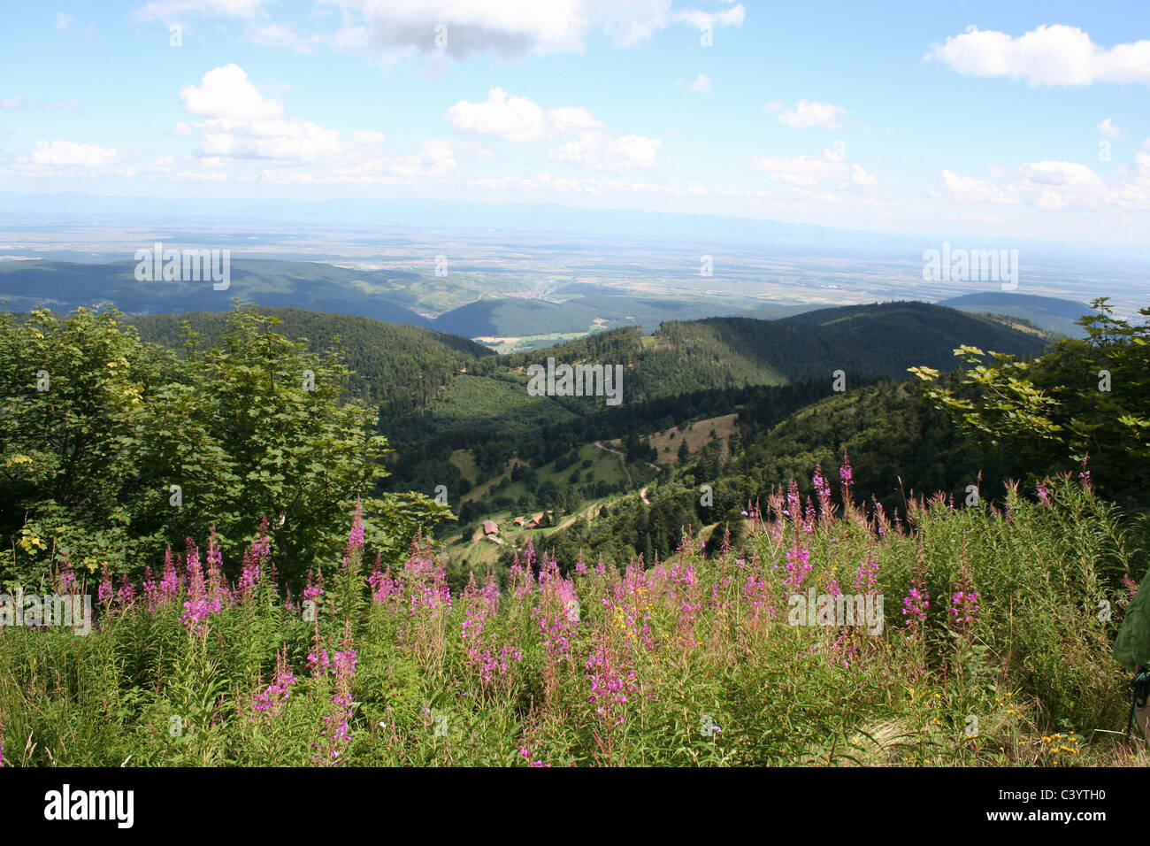 France, Alsace, Vosges Mountains, hills, wood, forest, nature, scenery ...