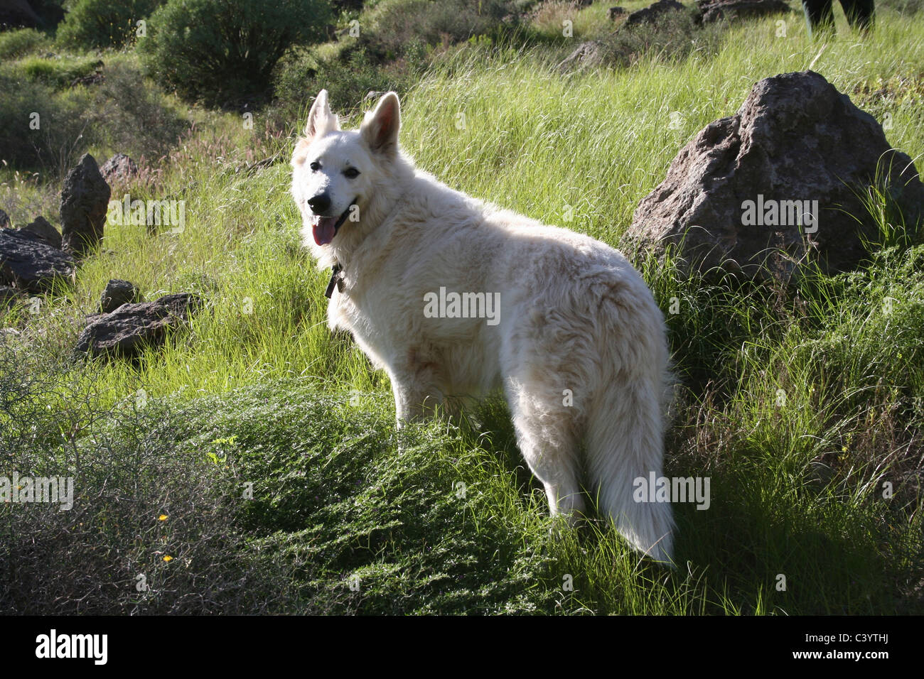 Animal, Beast, dog, white, Canadian sheepdog, meadow, stones Stock ...