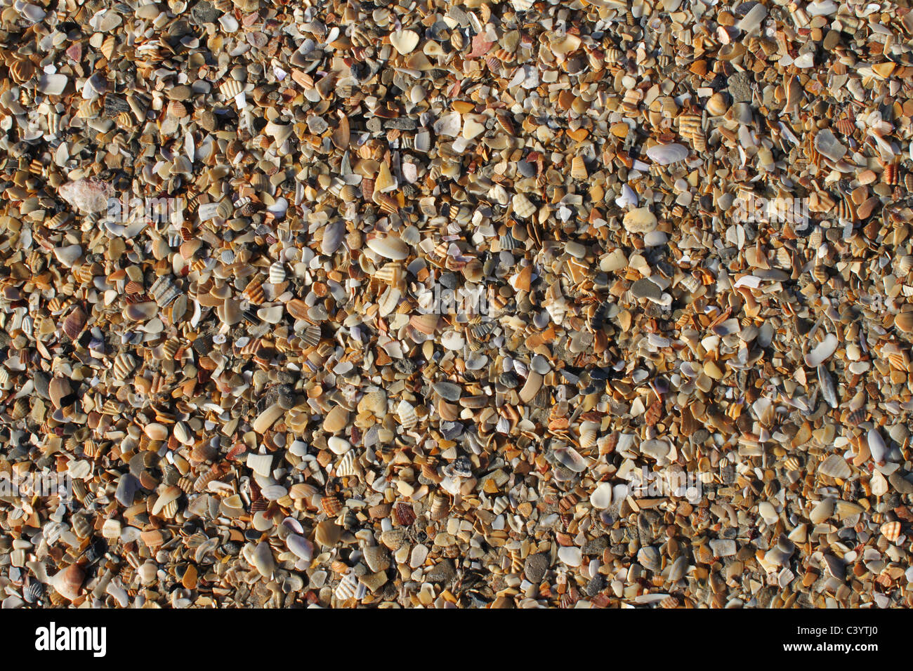 Beach, Seashore, detail, mussels, patterns, samples, concepts, bright ...