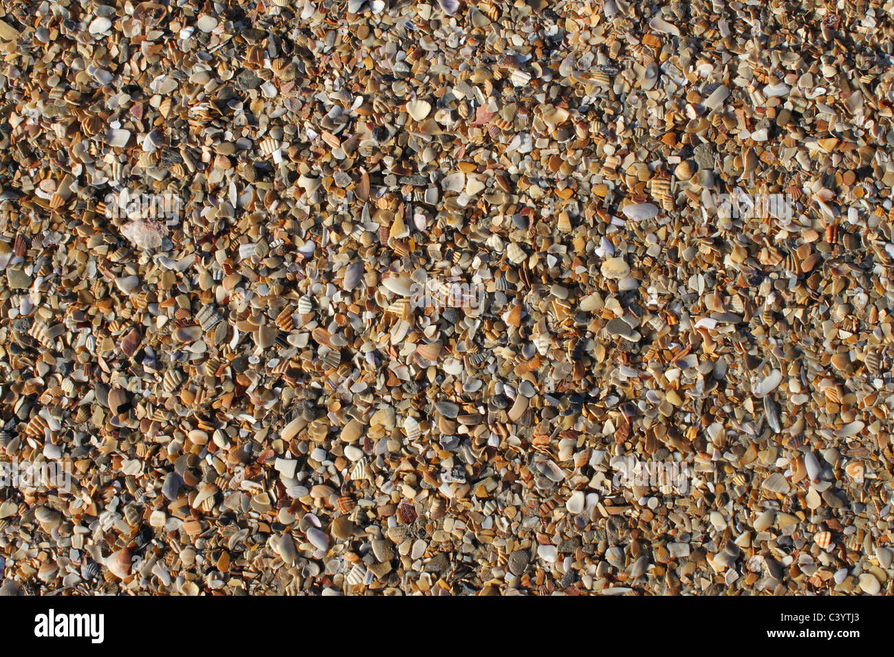 Beach, Seashore, detail, mussels, patterns, samples, concepts, bright ...