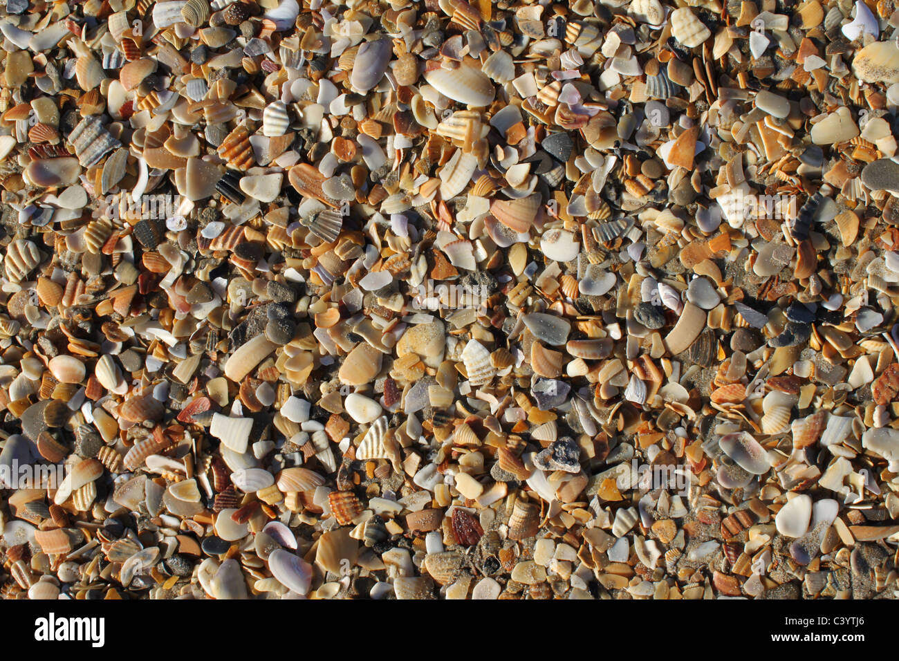 Beach, Seashore, detail, mussels, patterns, samples, concepts, bright ...