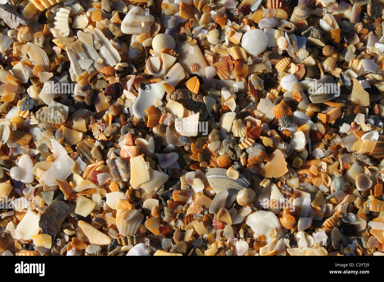 Beach, Seashore, detail, mussels, patterns, samples, concepts, bright ...