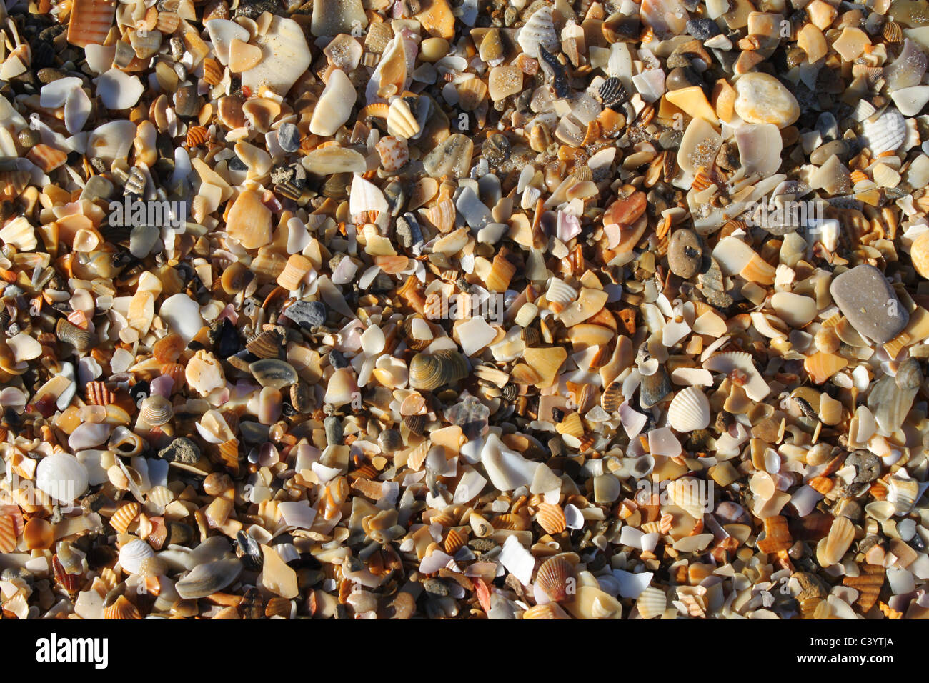 Beach, Seashore, detail, mussels, patterns, samples, concepts, bright ...