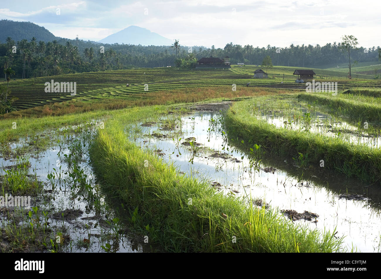 Rice field at sunrise in Rice field , Indonesia Stock Photo - Alamy