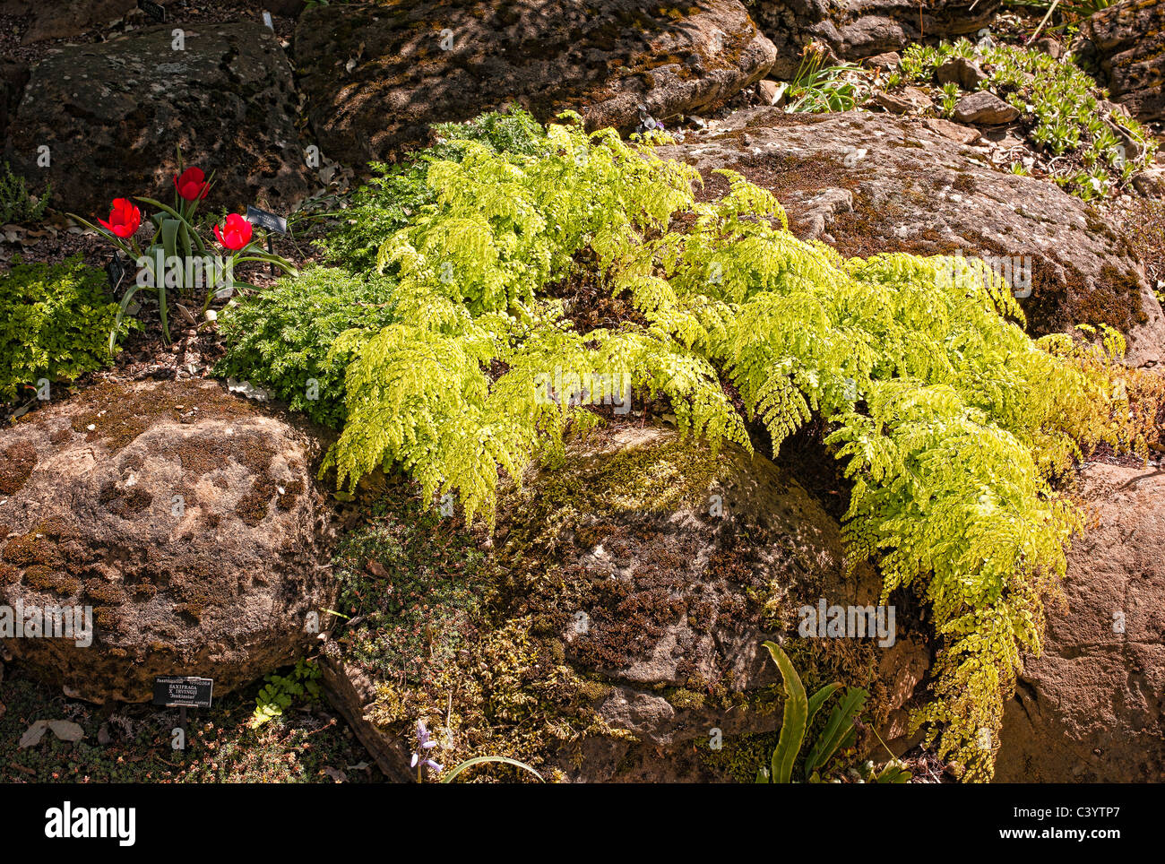 English rock garden plant hi-res stock photography and images - Alamy