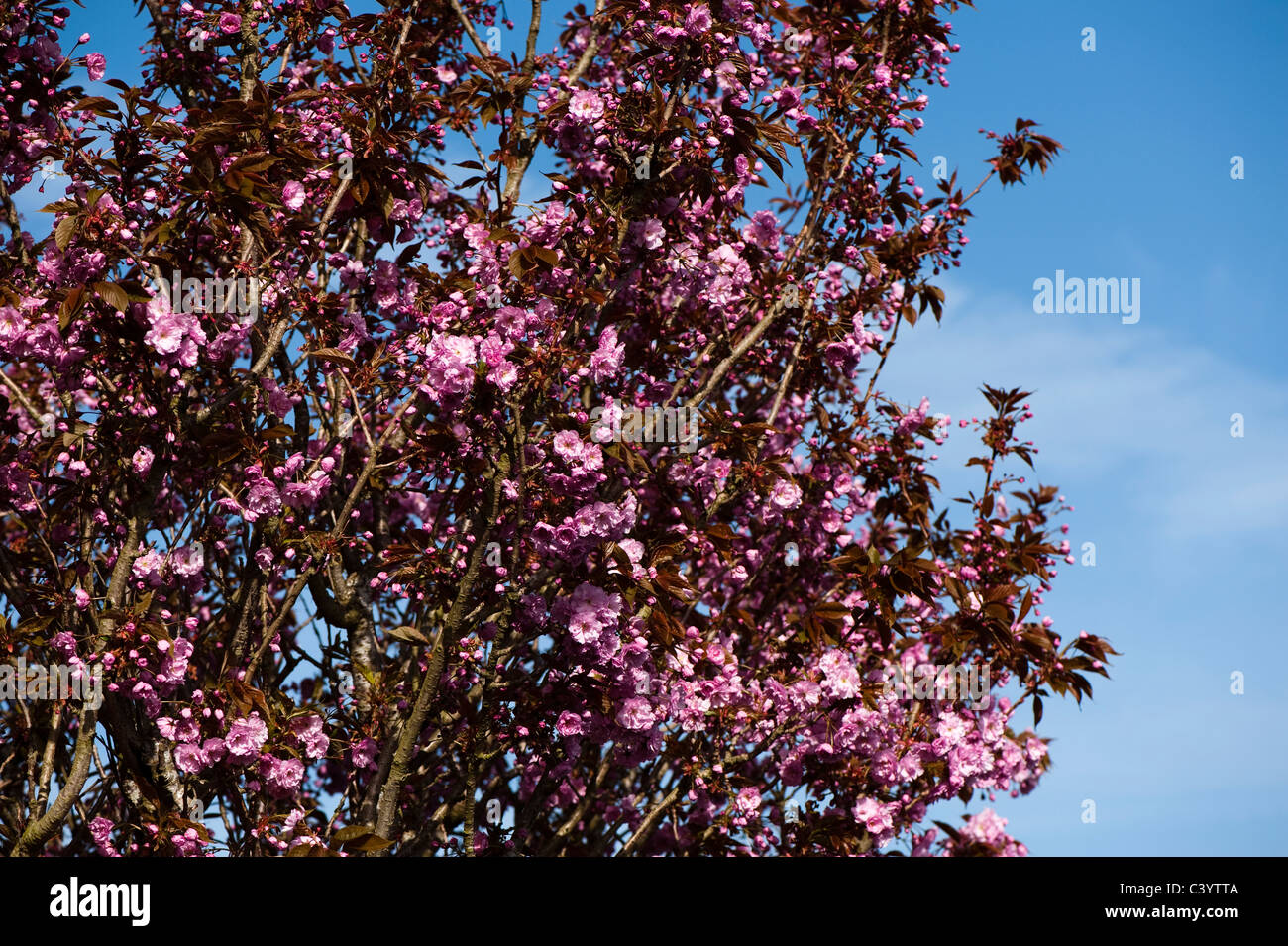 Ornamental cherry tree hi-res stock photography and images - Alamy