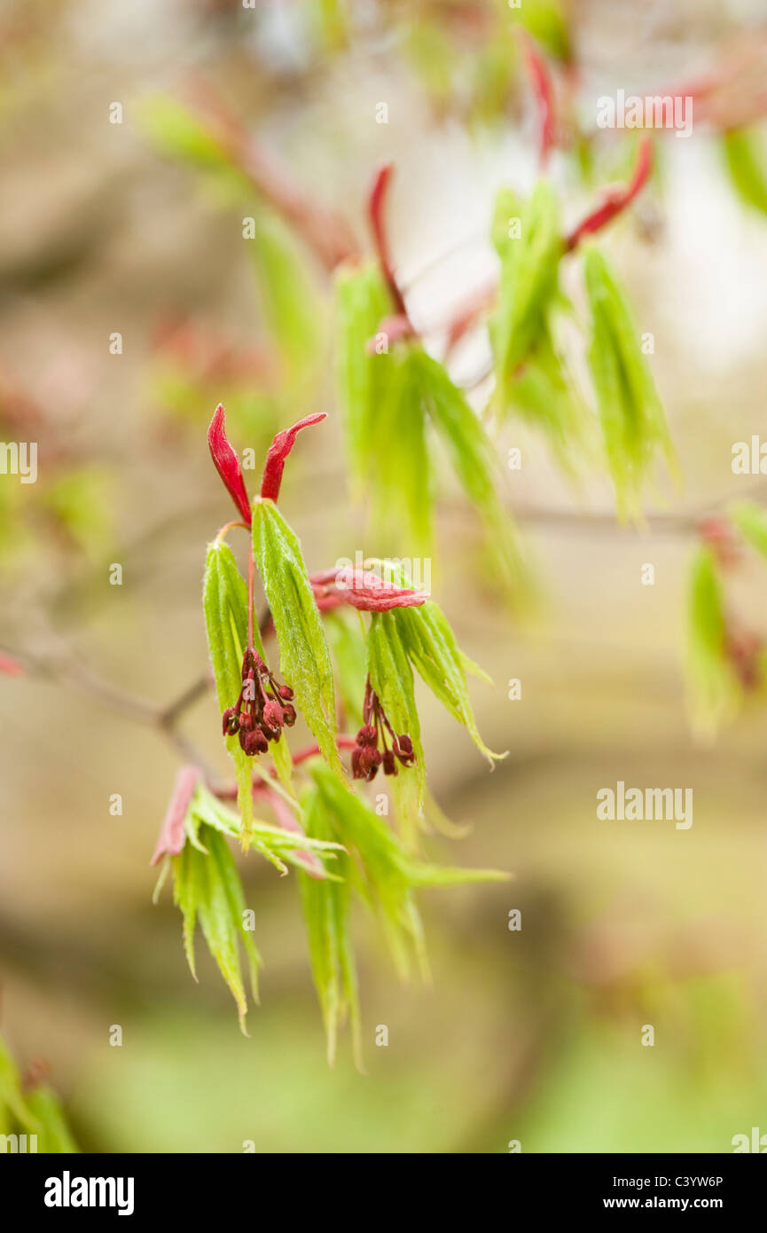 Acer palmatum ssp. Matsumurae in flower Stock Photo - Alamy