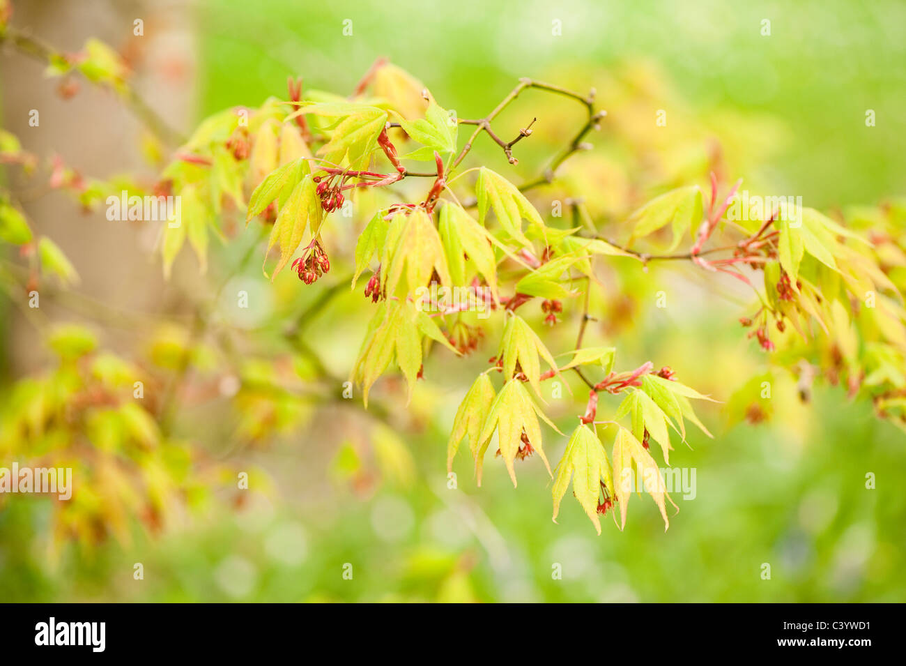Acer palmatum ‘Osakazuki’ in flower Stock Photo - Alamy