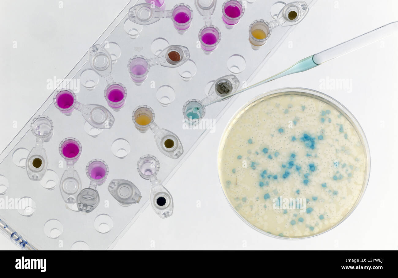 Bacteria, Bacterial, Biochemistry, Biotechnology, Cloning, Colourful ...