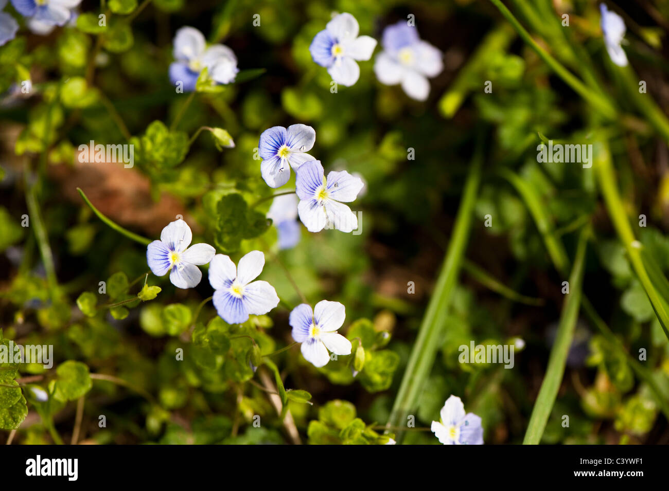 Veronica filiformis, Slender Speedwell Stock Photo - Alamy
