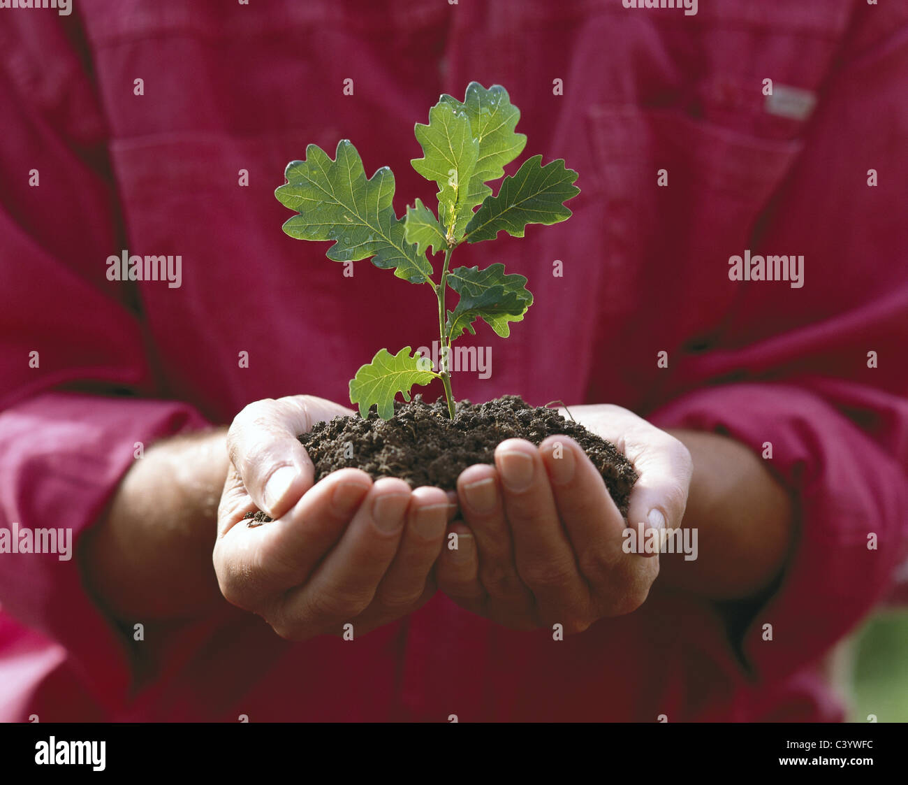 Agriculture, Biology, Botanical, Botany, Cupped, Growing, Growth, Hand ...