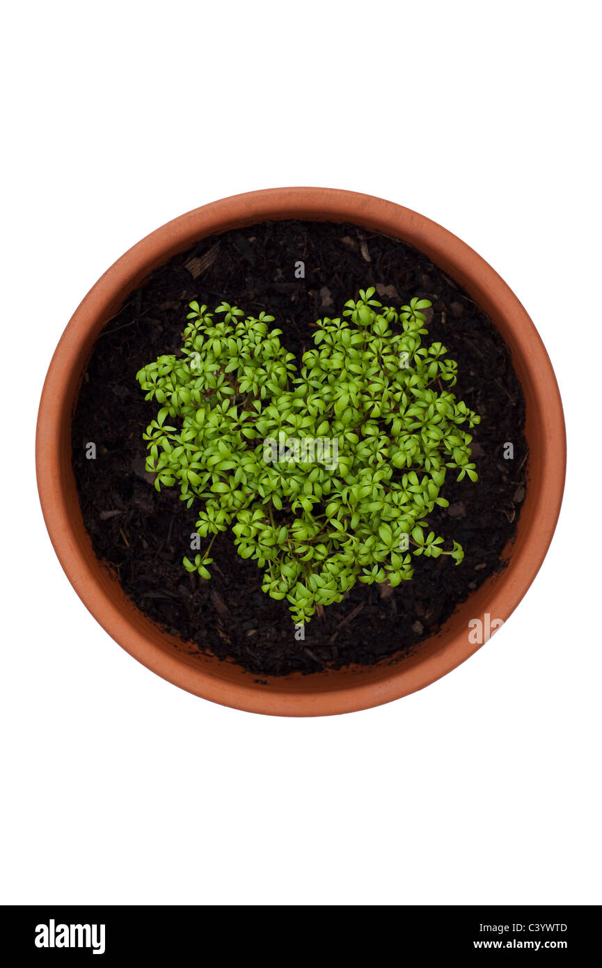 Cress seeds heart shape hi-res stock photography and images - Alamy