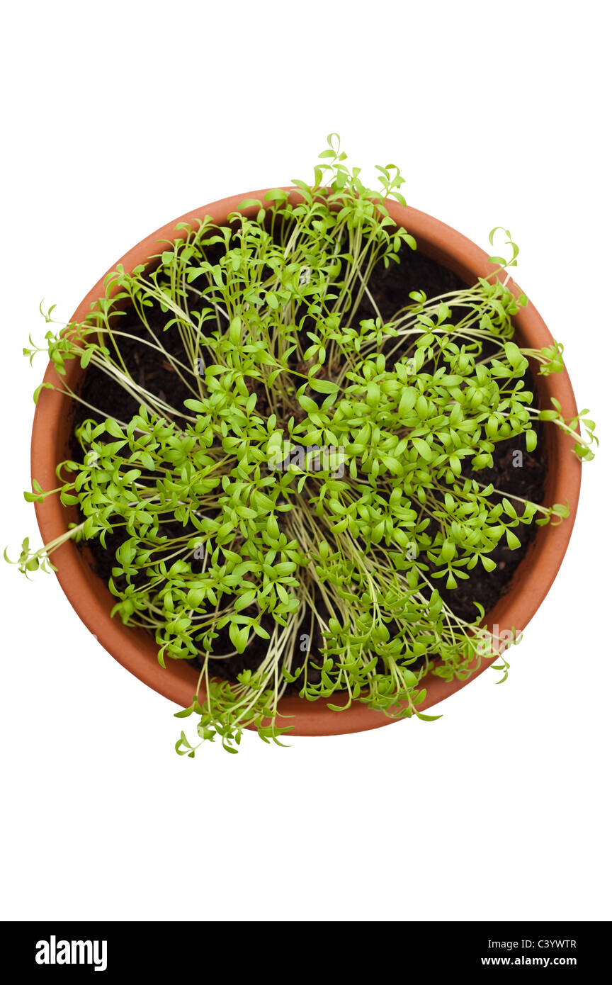Curled Cress, Lepidium sativum, growing in the shape of a heart Stock ...