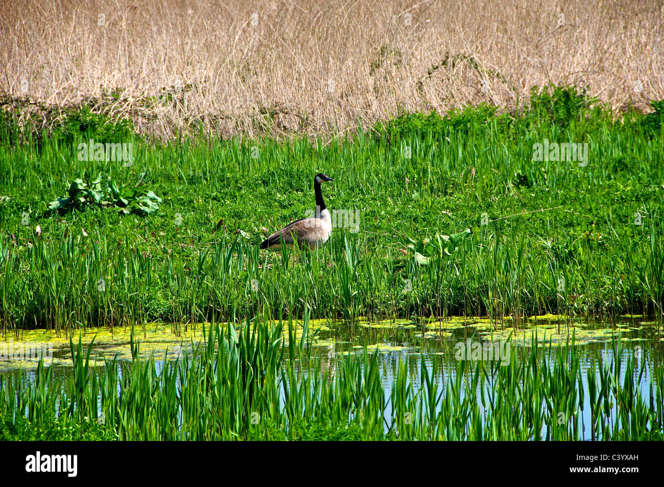 Bude Cornwall UK Canada Goose Stock Photo - Alamy