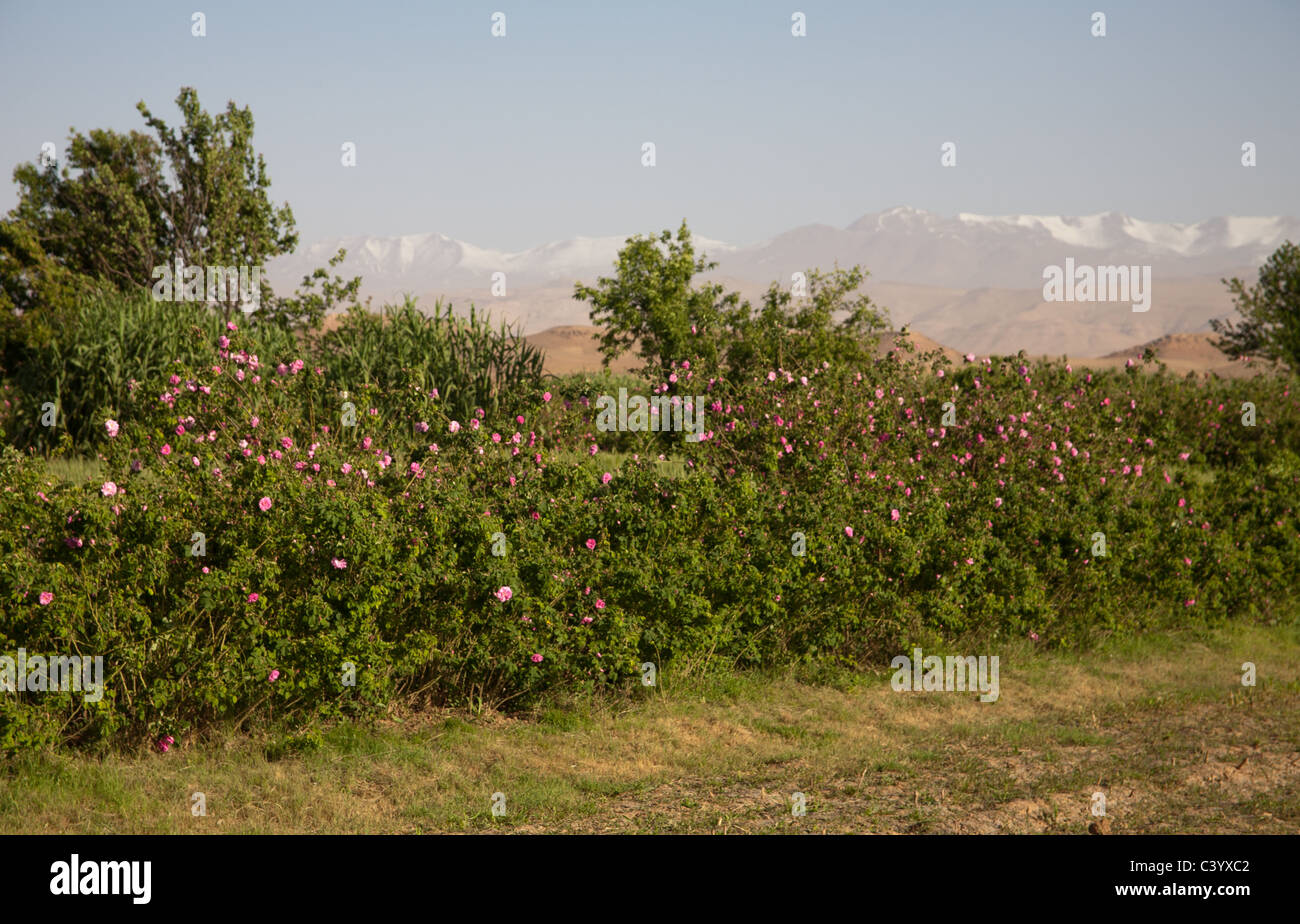 Fields of roses El Kelaa M’Gouna, Morocco Stock Photo - Alamy