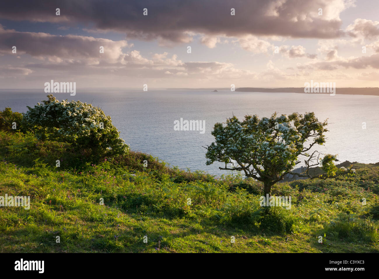 Hawthorn trees hi-res stock photography and images - Alamy