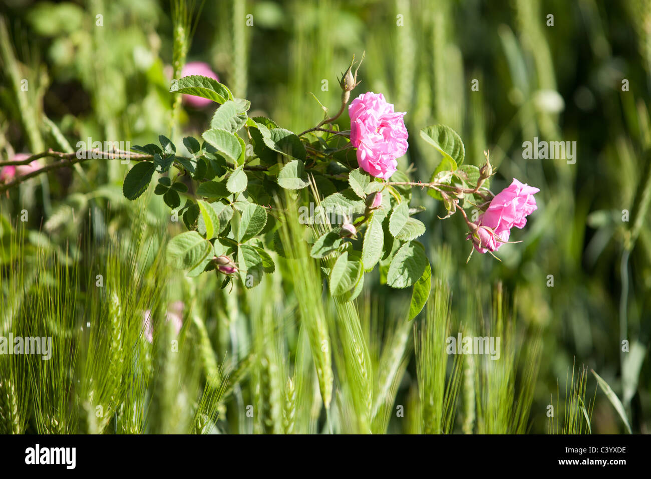 Roses buds in a field of wheat El Kelaa M’Gouna, Morocco Stock Photo ...