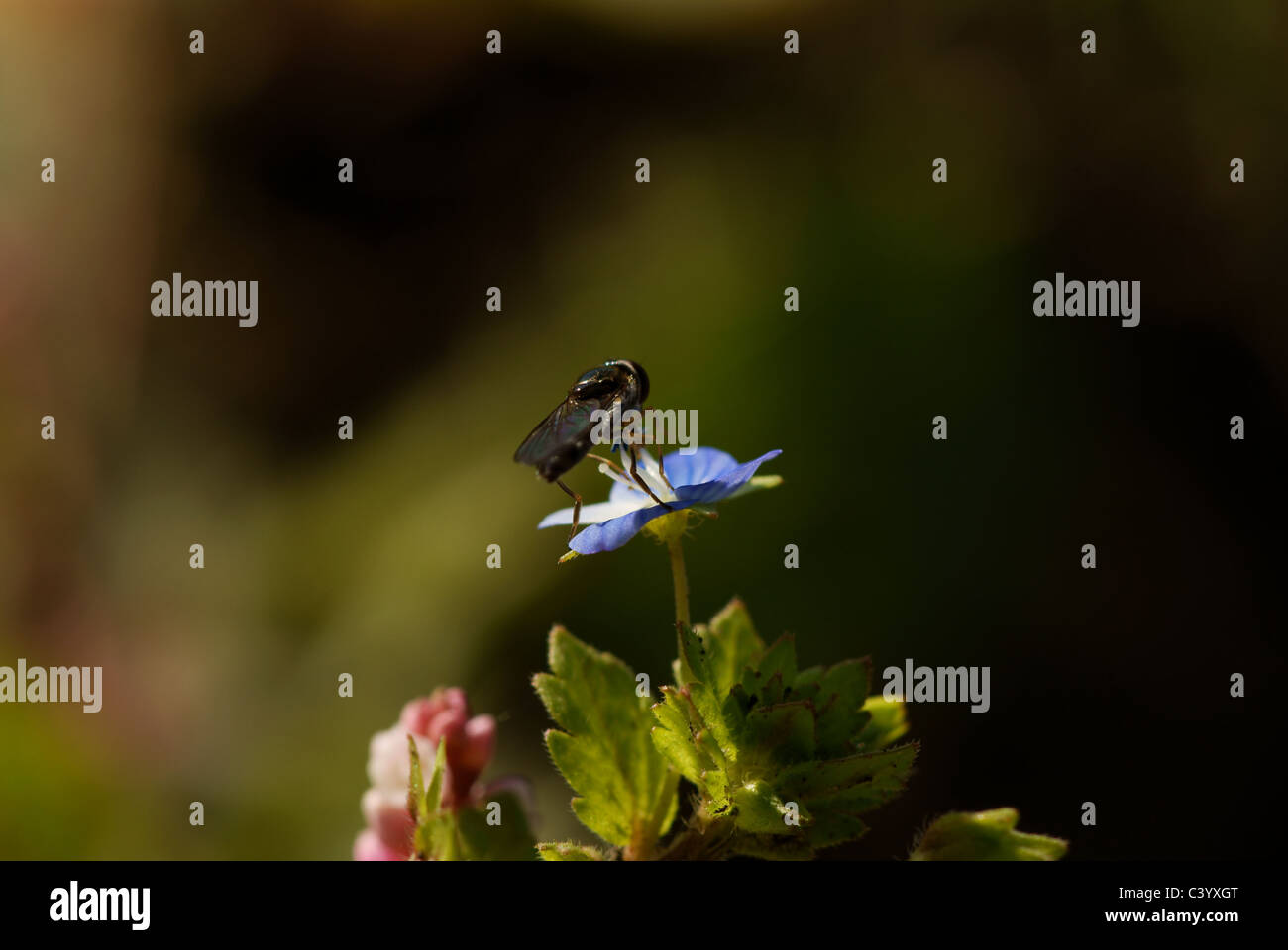 Blue Wild Flower with a Fly Feeding Stock Photo - Alamy