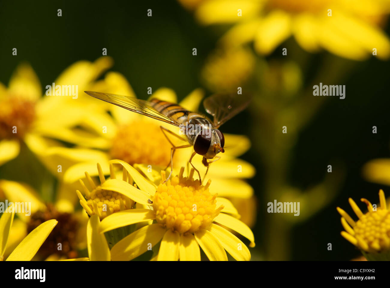 Hover fly face hi-res stock photography and images - Alamy