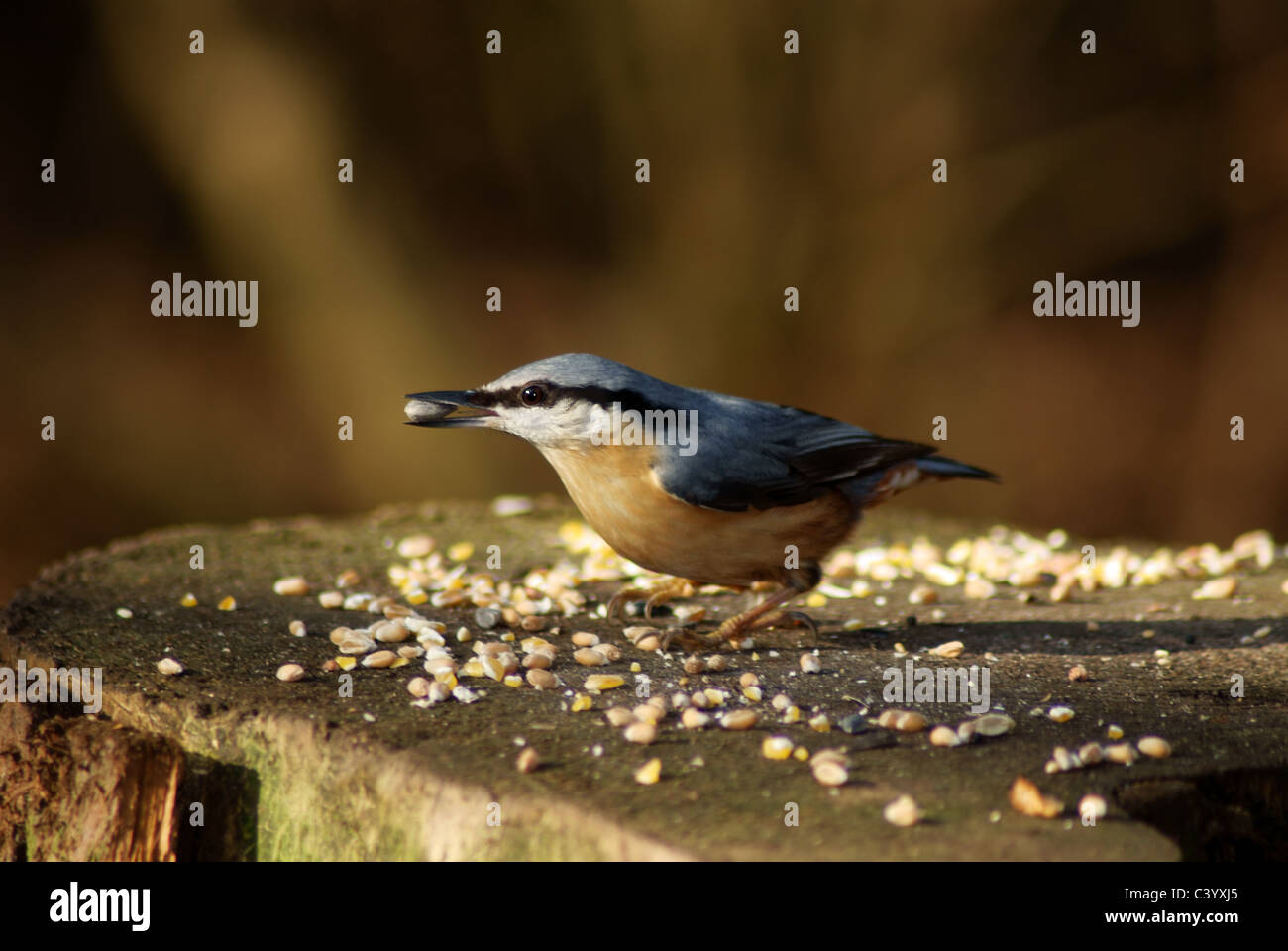 Nuthatch detail hi-res stock photography and images - Alamy