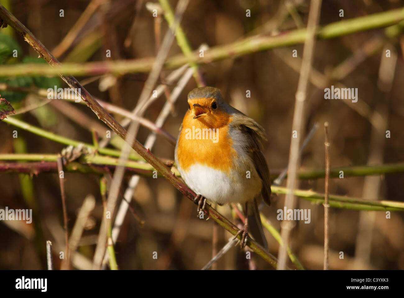 Golden robin hi-res stock photography and images - Alamy