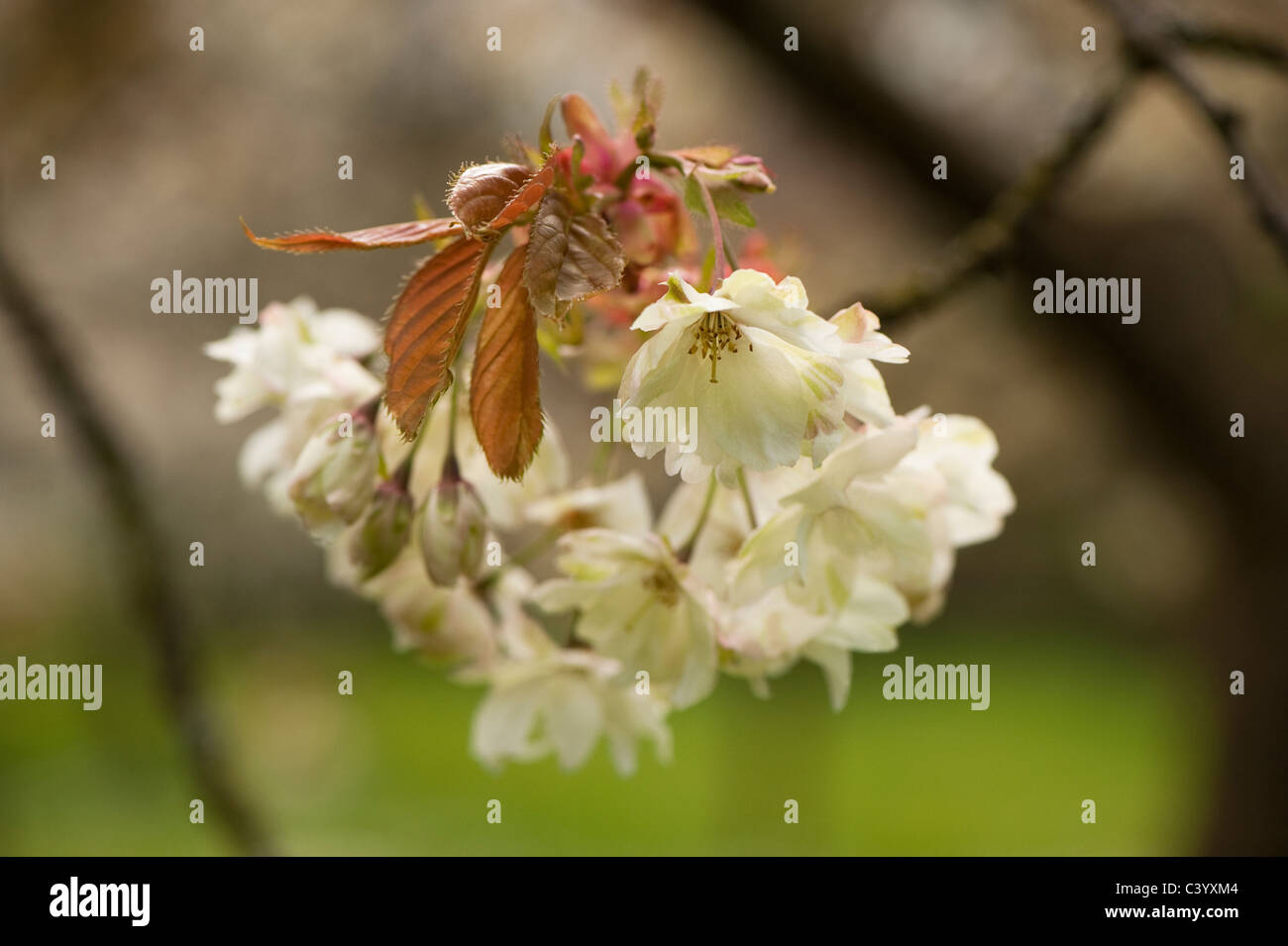 Prunus ‘Gioiko’ in flower Stock Photo - Alamy