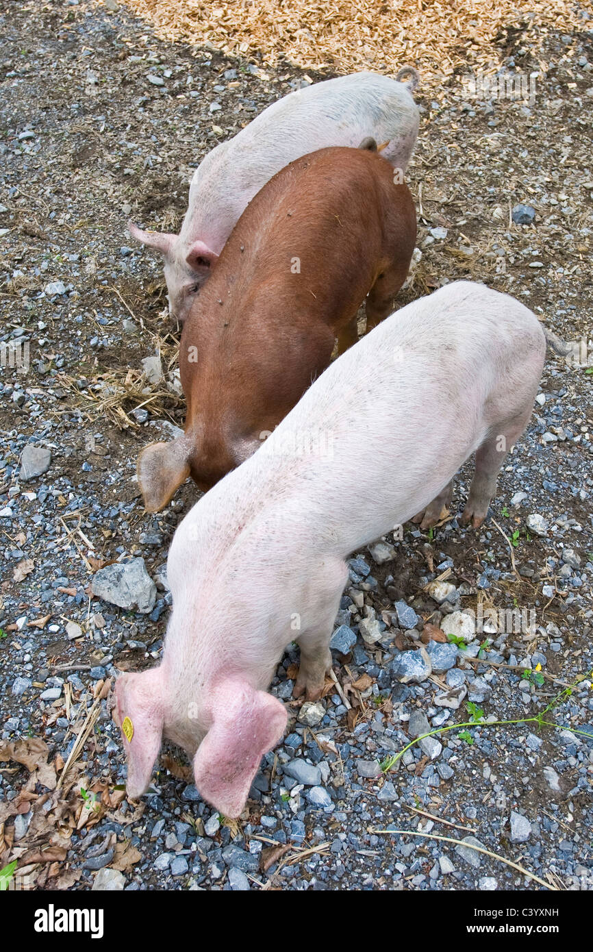 Alpine pigs hi-res stock photography and images - Alamy