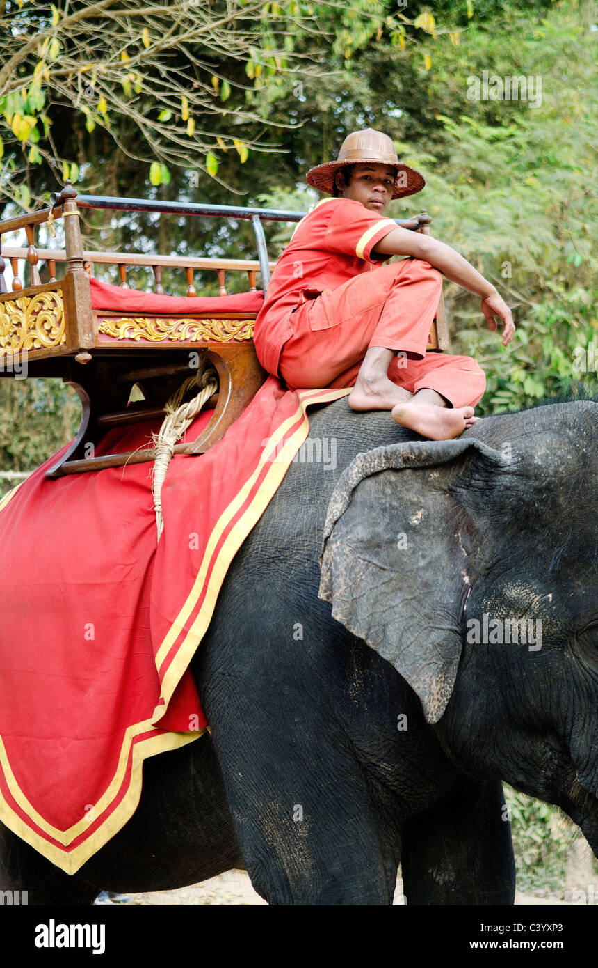 Elephant driver hi-res stock photography and images - Alamy