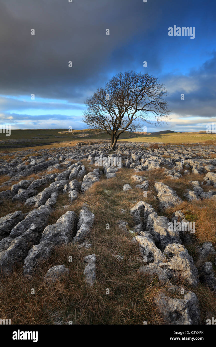 A lone hawthorn tree grows from the limestone pavement of Malham Lings ...