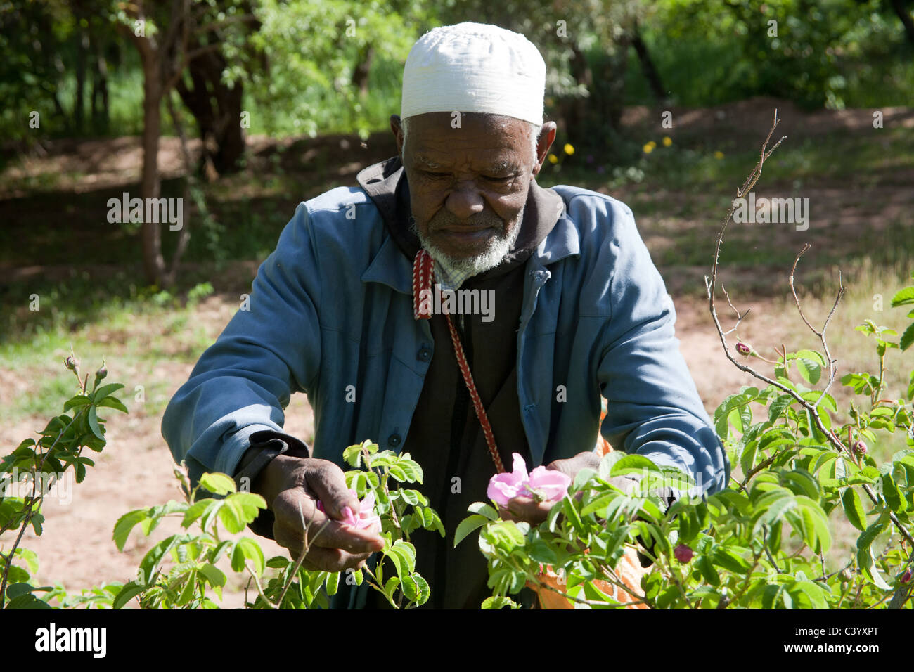 Picking roses hi-res stock photography and images - Alamy