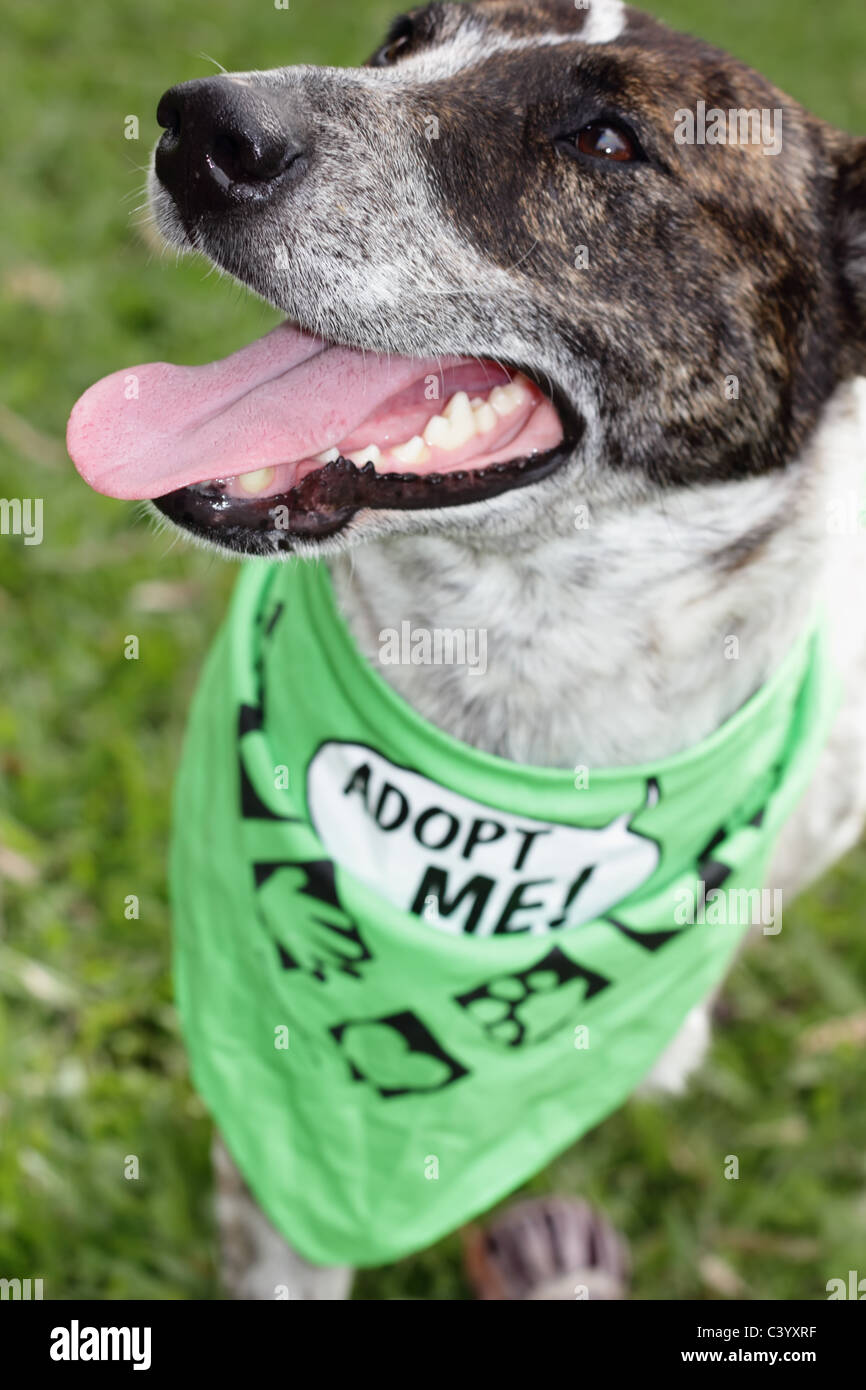 Adopt Me Dog Coat High Resolution Stock Photography and Images - Alamy