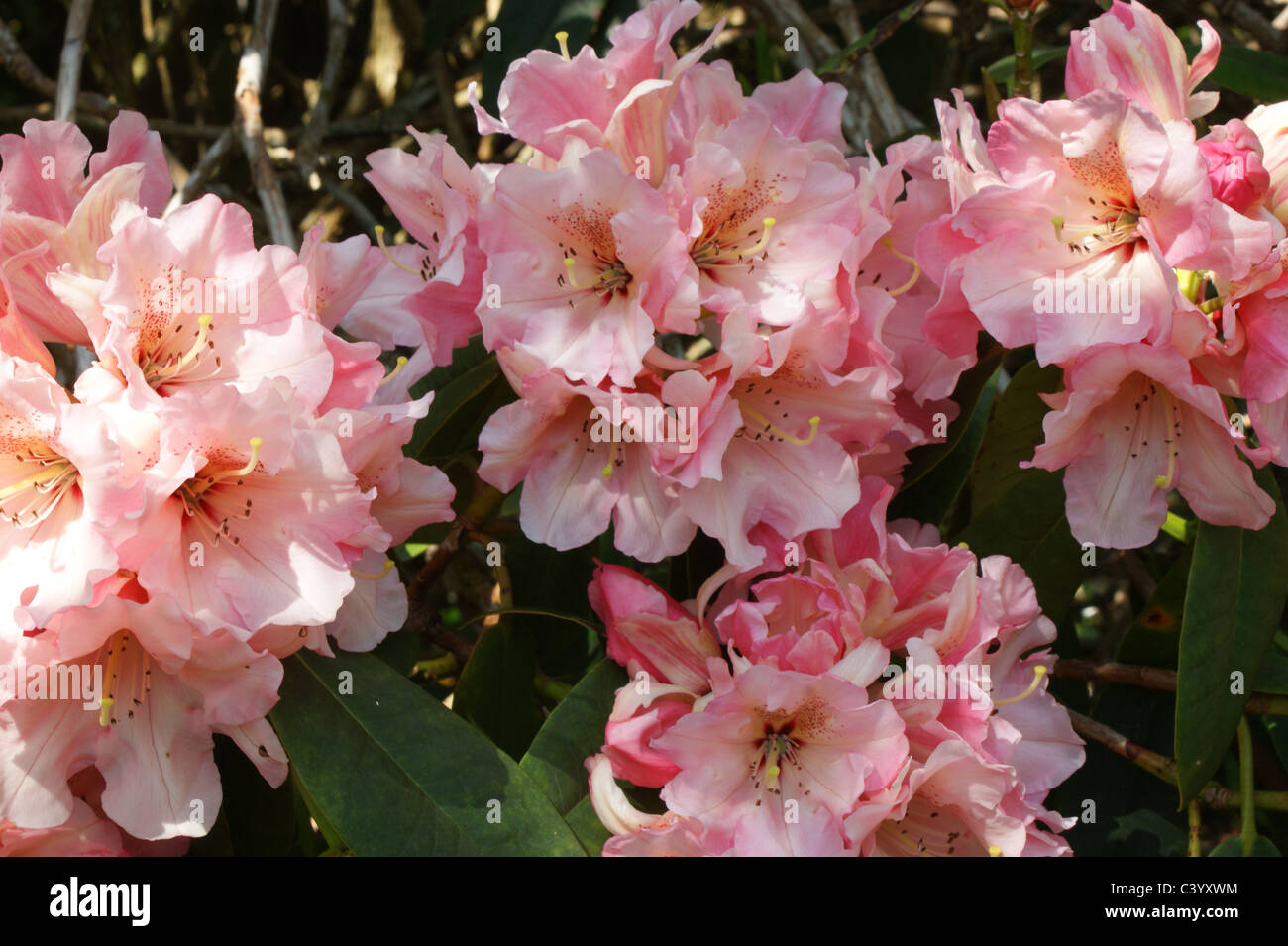 Rhododendron 'Percy Wiseman' Stock Photo - Alamy