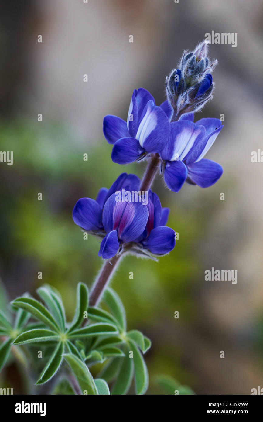 Turmus hi-res stock photography and images - Alamy