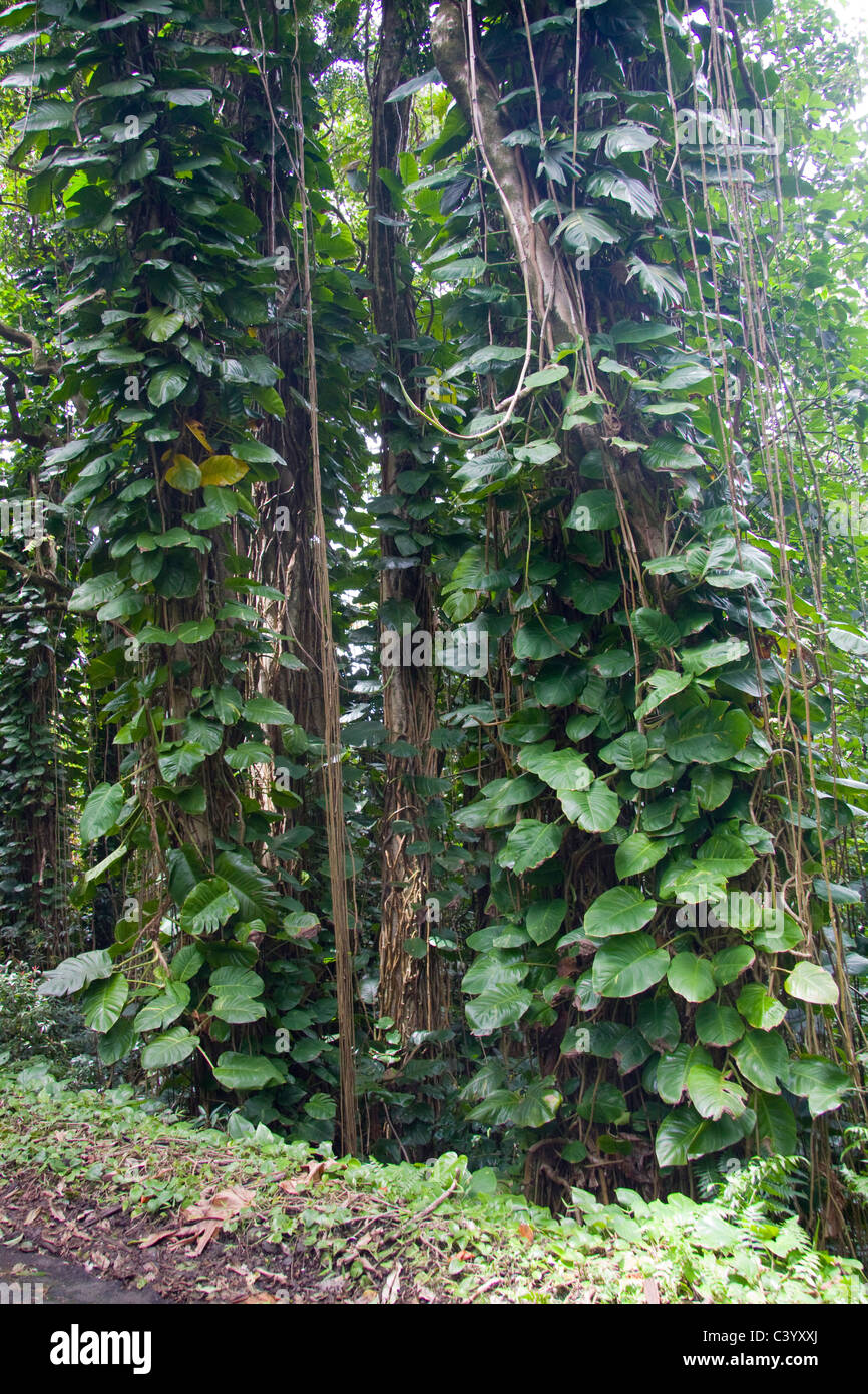 Hawaiian trees with vines hi-res stock photography and images - Alamy