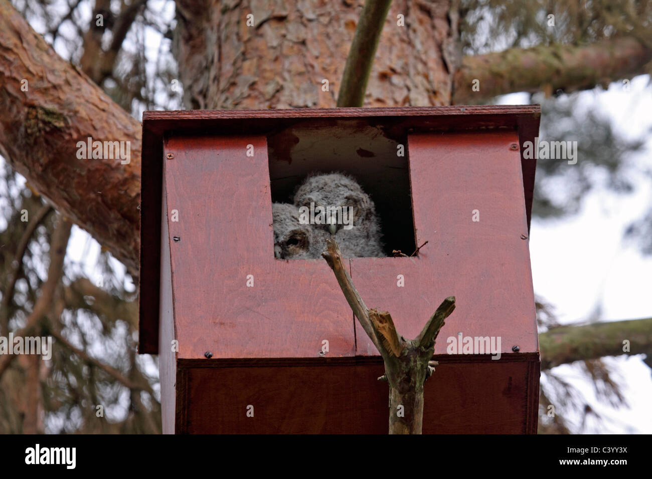 Tawny owls hi-res stock photography and images - Alamy