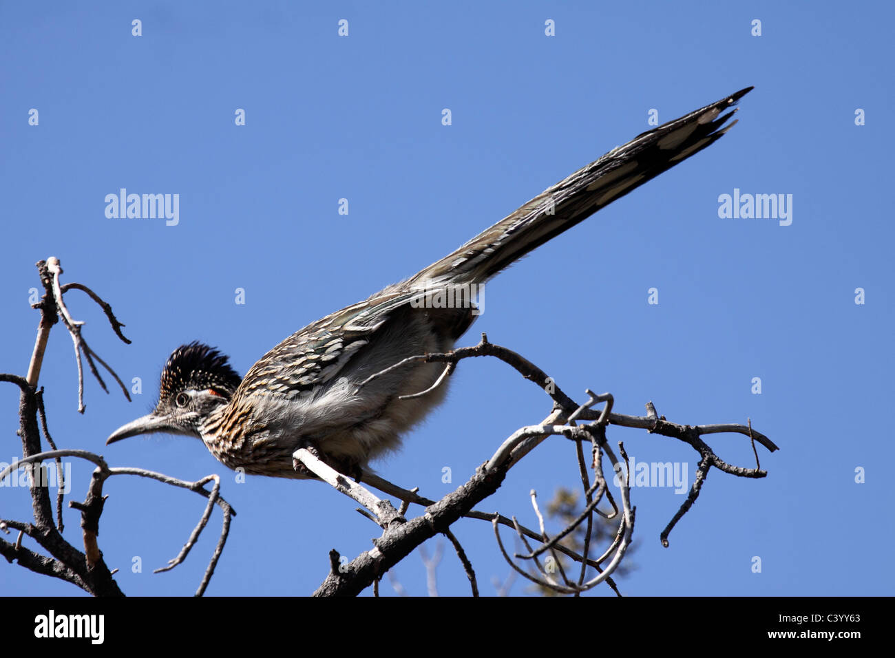 Roadrunner in tree hi-res stock photography and images - Alamy