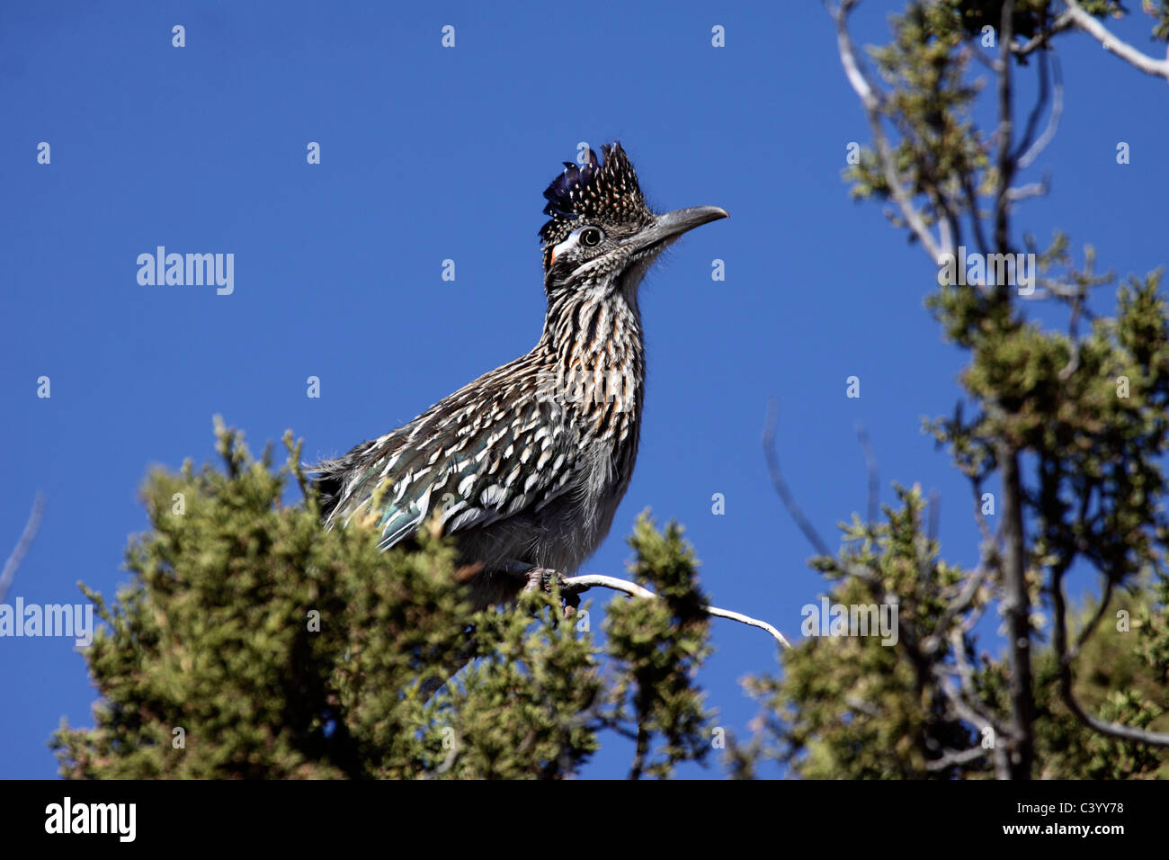 Roadrunner in tree hi-res stock photography and images - Alamy