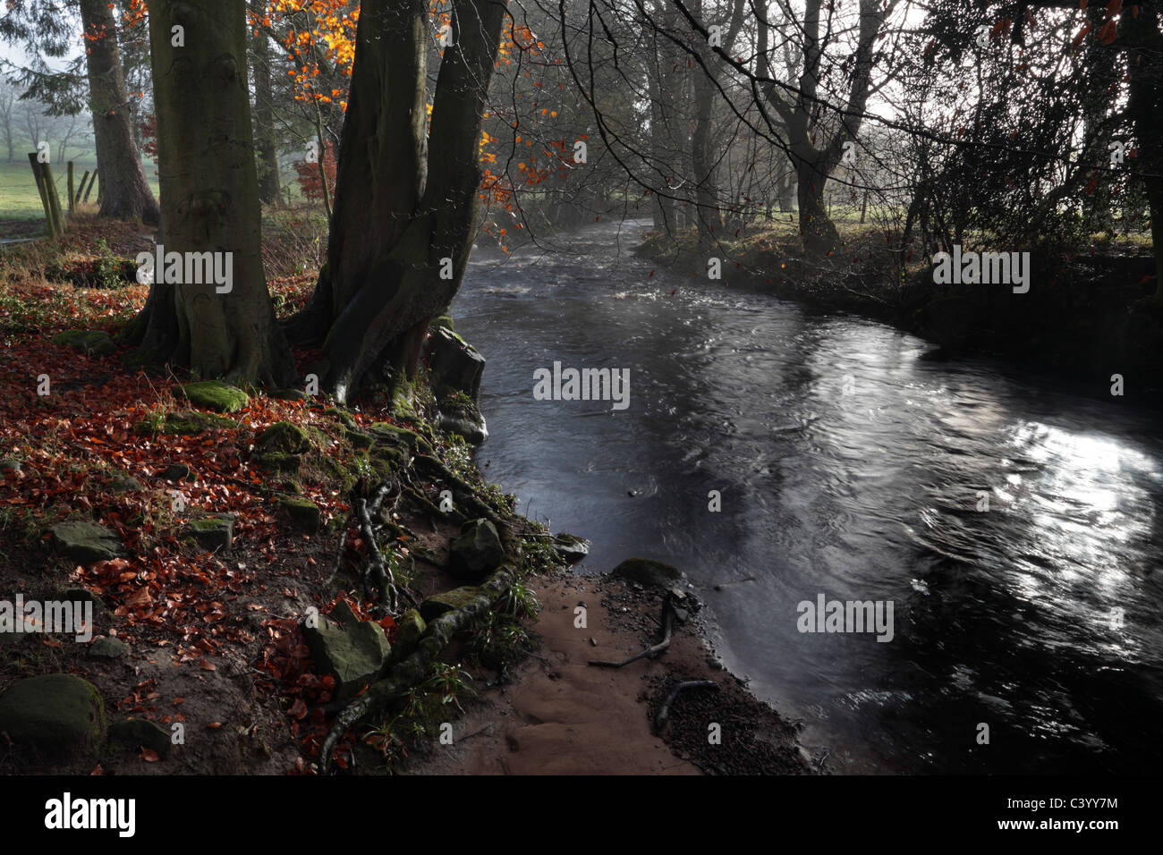 Misty autumn morning walking along the River Washburn near ...