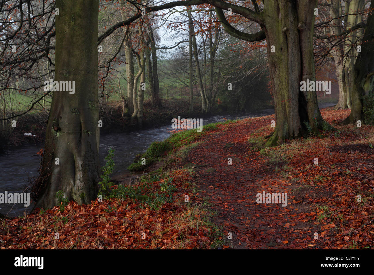 Misty autumn morning walking along the River Washburn near ...